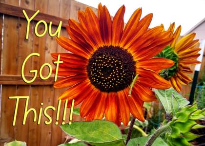 Sunflowers Encouragement Card with your own Handwriting. Denise ...