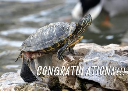 Turtles and Simply Happy Birthday Congratulations Card with your own ...