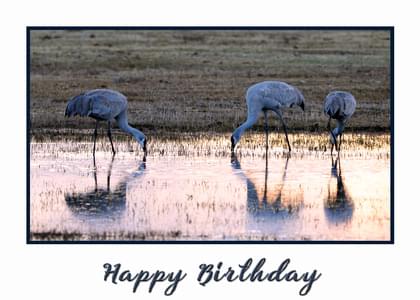 Cranes birthday cards for your special someone turning 101