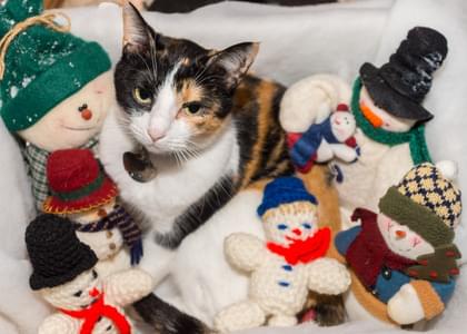 Cats Christmas Card with your own Handwriting. Timeless Moments ...