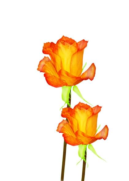 Roses Greeting Card with your own Handwriting. Nadia Kronfli for Signed ...