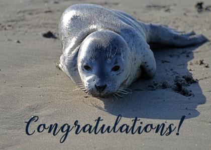Seals and Ocean Congratulations Card with your own Handwriting. Denise ...