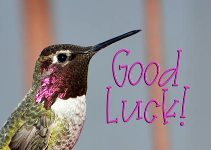 Hummingbirds Best Wishes/Good Luck Card with your own Handwriting ...