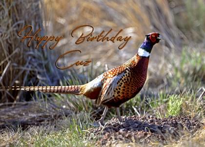Pheasants and Simply Happy Birthday Birthday Card with your own ...