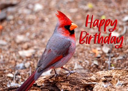 Cardinals and Simply Happy Birthday Birthday Card with your own ...