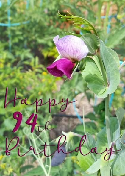 Sweet Peas Birthday Card with your own Handwriting. Denise Bruchman ...