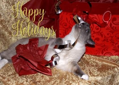 Cats Seasons Greetings / Happy Holidays Card with your own Handwriting ...