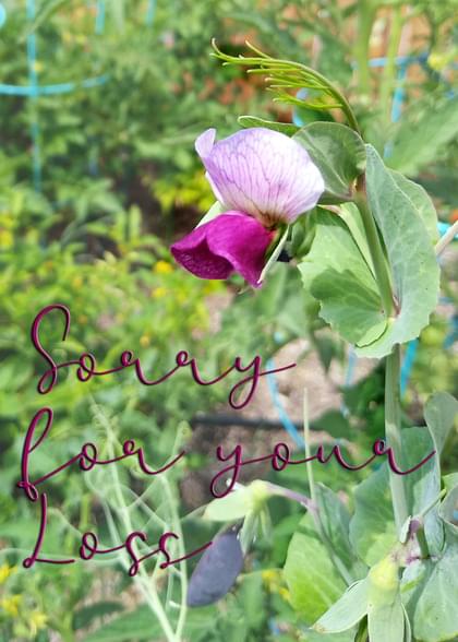 Sweet Peas Sympathy (People) Card with your own Handwriting. Denise ...
