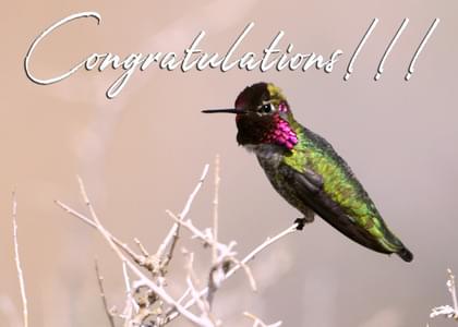 Hummingbirds and Simply Happy Birthday Congratulations Card with your ...